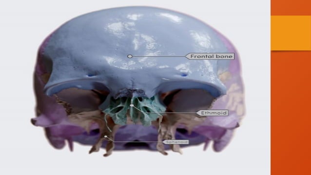SKULL SECTION 1 ( NORMA FRONTALIS AND OCCIPITALIS).pptx