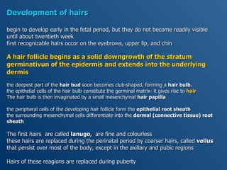 Skull skin dev | PPT | Death, Injury, or Military Conflict | Sensitive ...