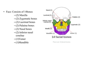 Anatomy of skull.Bones of the cranium and cranial vault. | PDF
