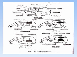 Reptile Skull Anatomy