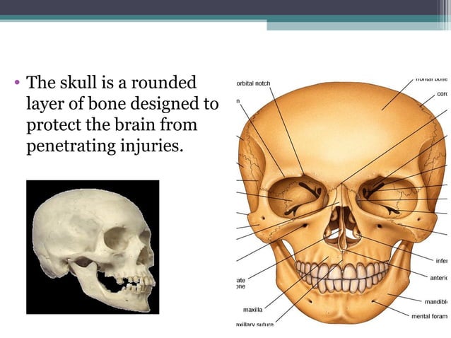 Skull x ray plain evaluations | PPT | Death, Injury, or Military ...