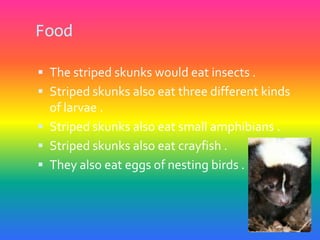 Skunk powerpoint | PPT