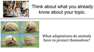 Lesson 2 animal adaptation (what do you do when something wants to eat ...