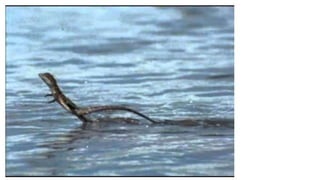 Lesson 2 animal adaptation (what do you do when something wants to eat ...