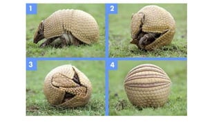 Lesson 2 animal adaptation (what do you do when something wants to eat ...