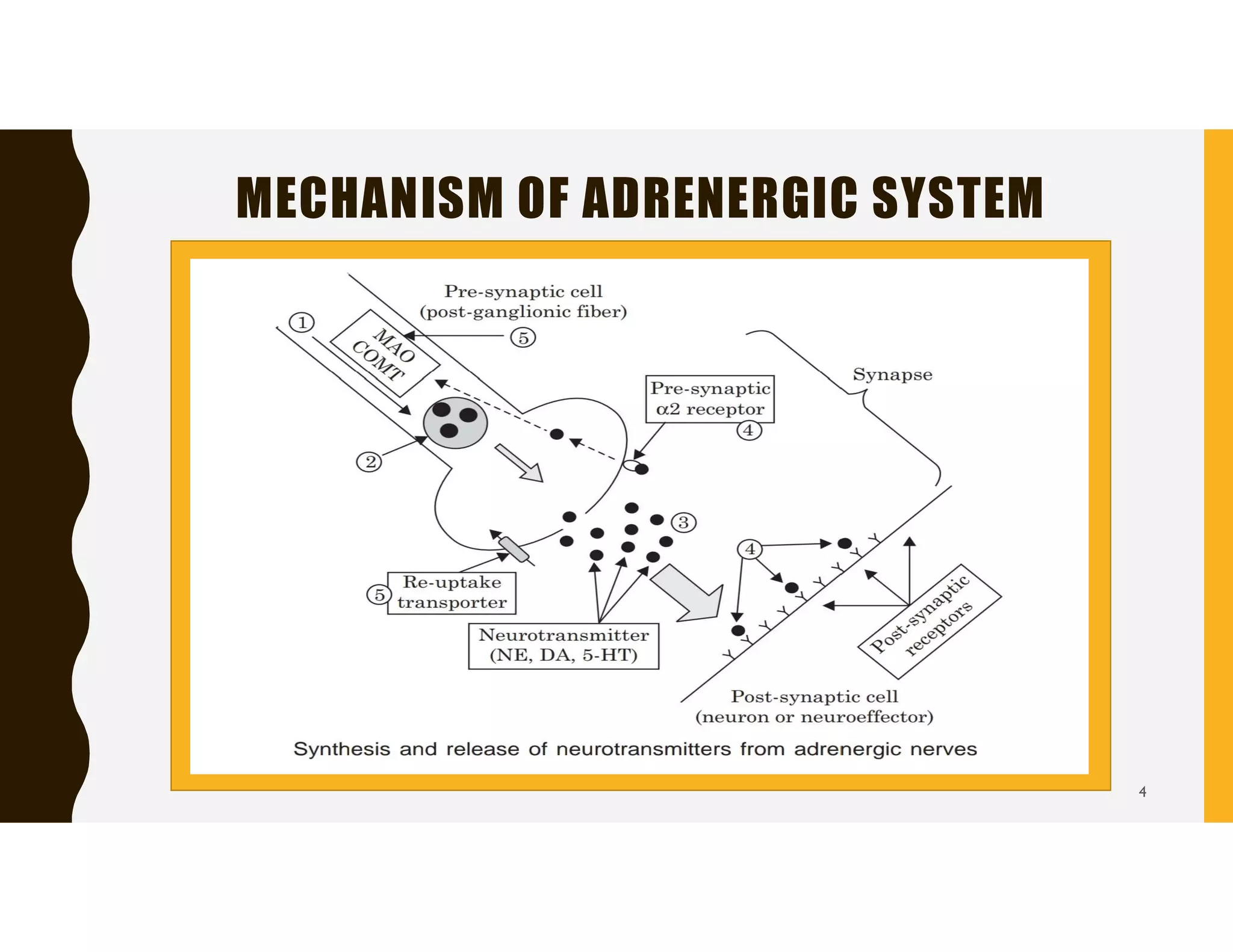 SKV Adrenergic And Cholinergic system | PPT