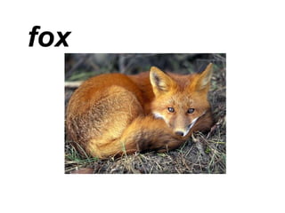 Sky falling vocab | PPT