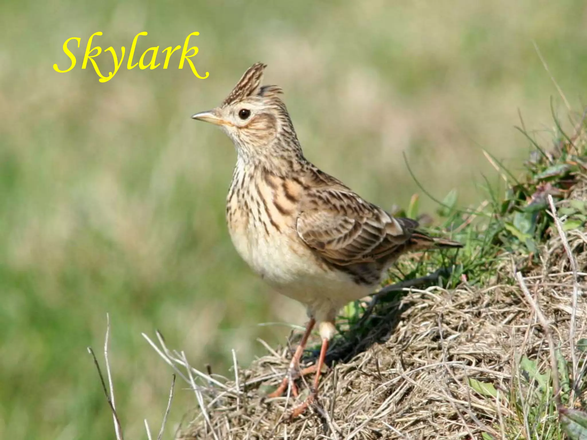 Skylark | PPTX