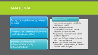Anatomía y fisiología de glándulas salivales | PPTX