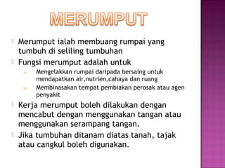 Slaid tanaman hiasan t1 | PPT