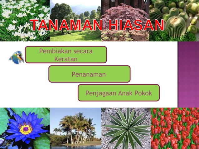 Slaid tanaman hiasan t1 | PPT