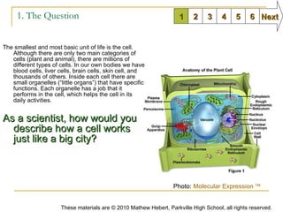 Cell City | PPT