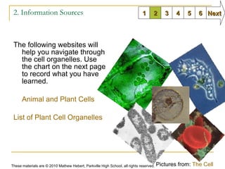 Plant Cell City
