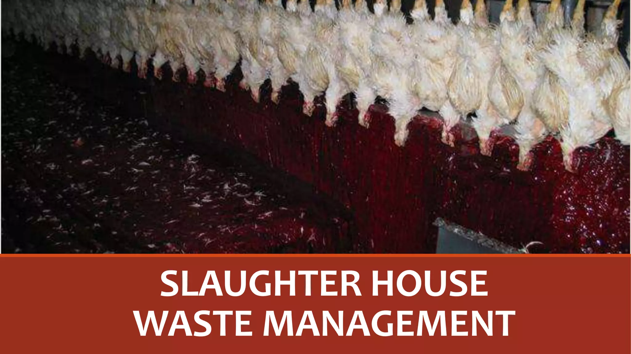 Slaughter house | PPTX