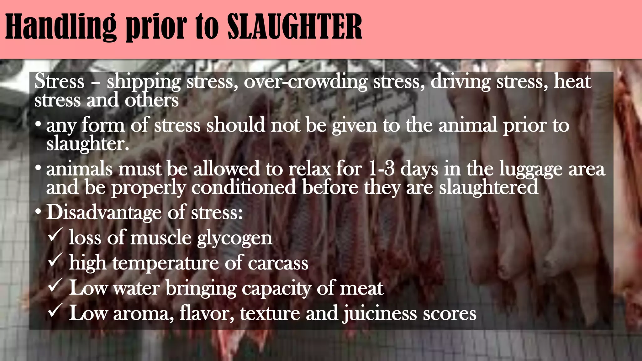 Slaughtering | PDF