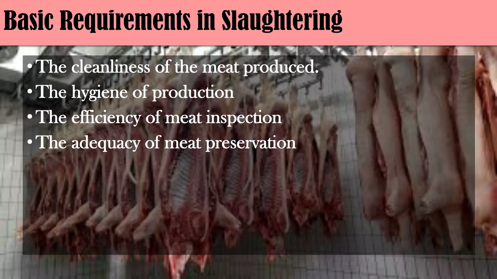 Slaughtering | PDF