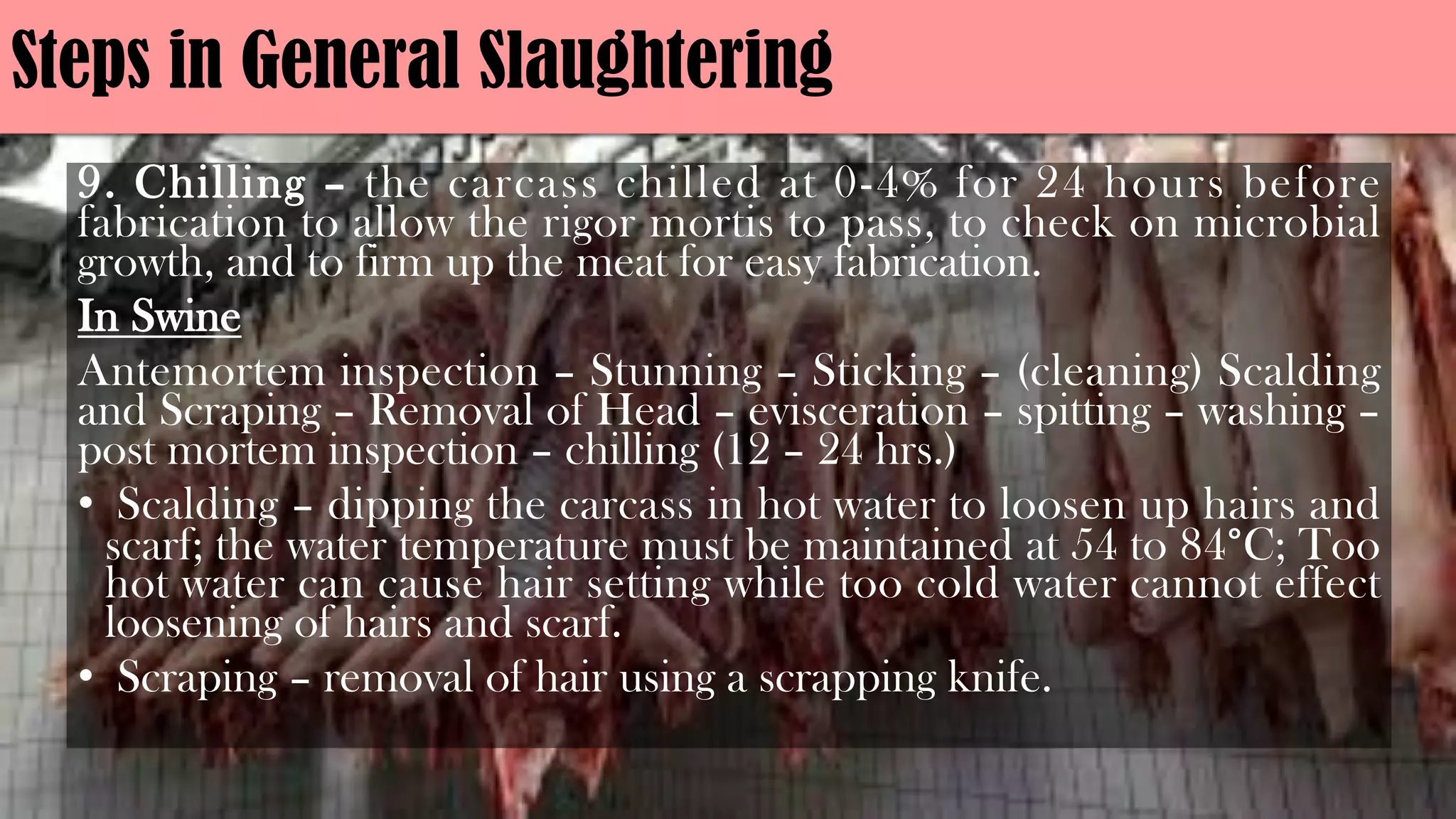 Slaughtering | PDF