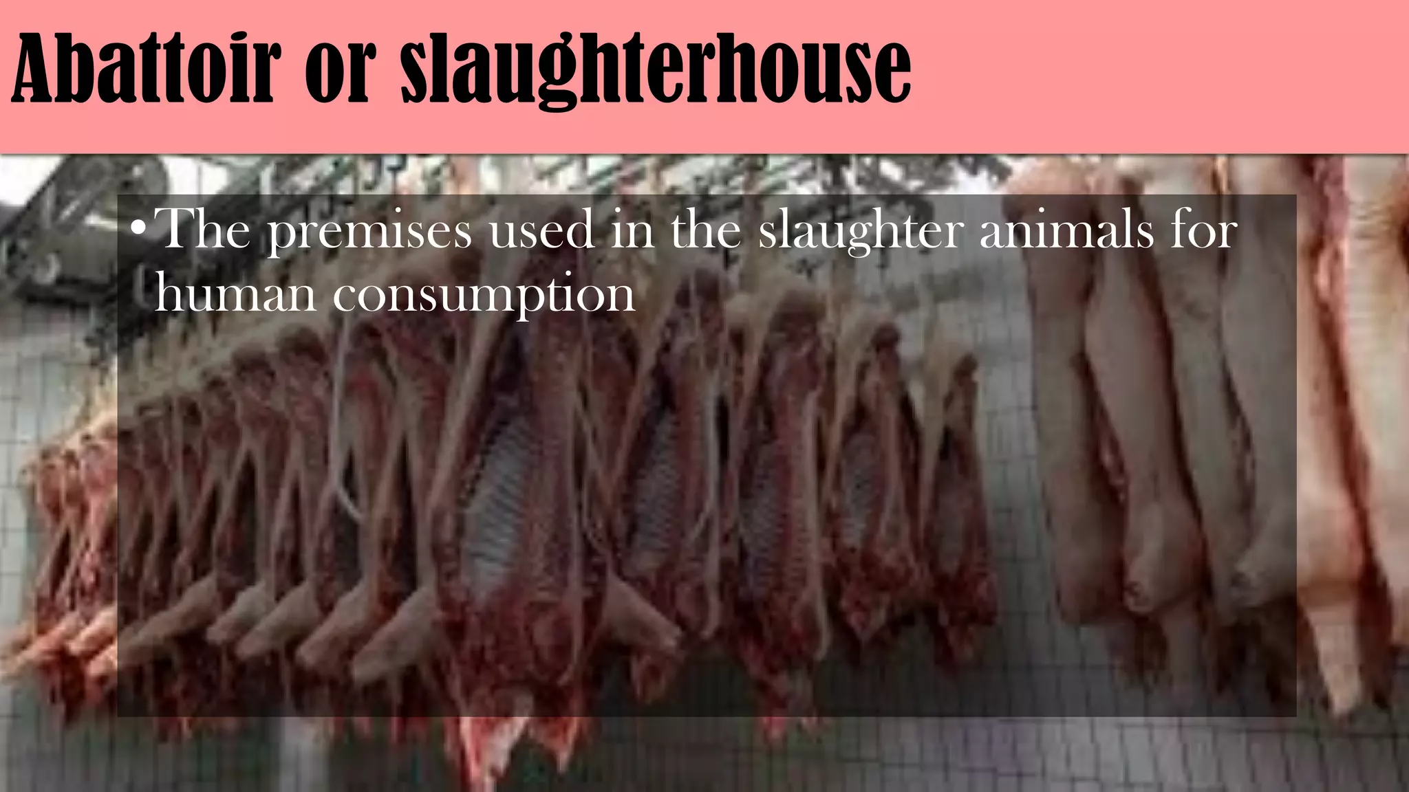 Slaughtering | PDF