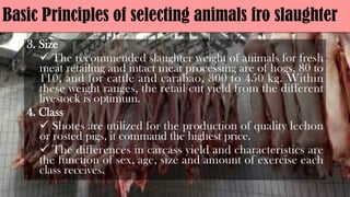 Slaughtering | PDF