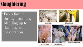 Slaughtering | PDF