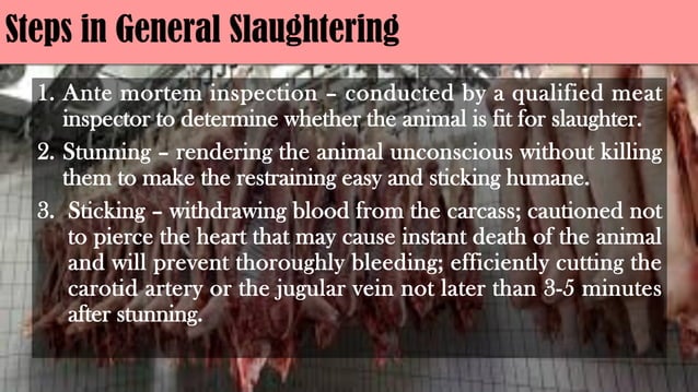 Slaughtering | PDF