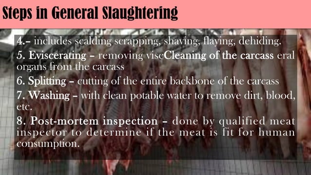 Slaughtering | PDF