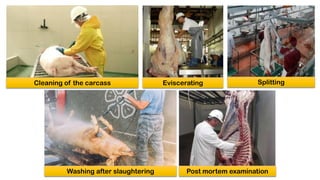 Slaughtering | PDF