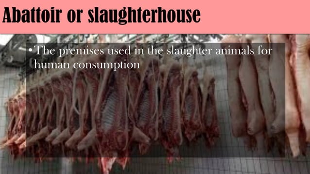 Slaughtering | PDF
