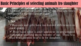 Slaughtering | PDF