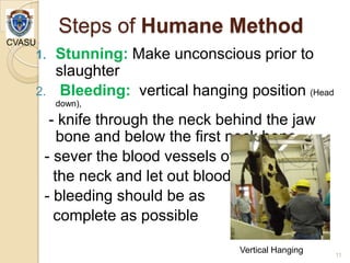 Methods of slaughtering, processing & postmortem changes and ageing of ...