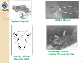 Methods of slaughtering, processing & postmortem changes and ageing of ...