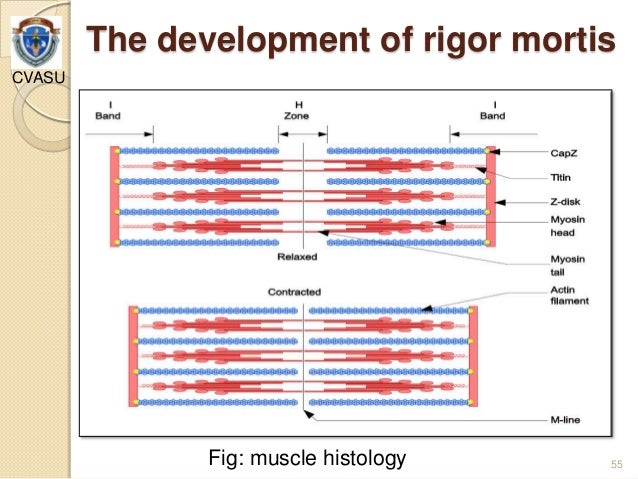 Methods of slaughtering, processing & postmortem changes and ageing o…