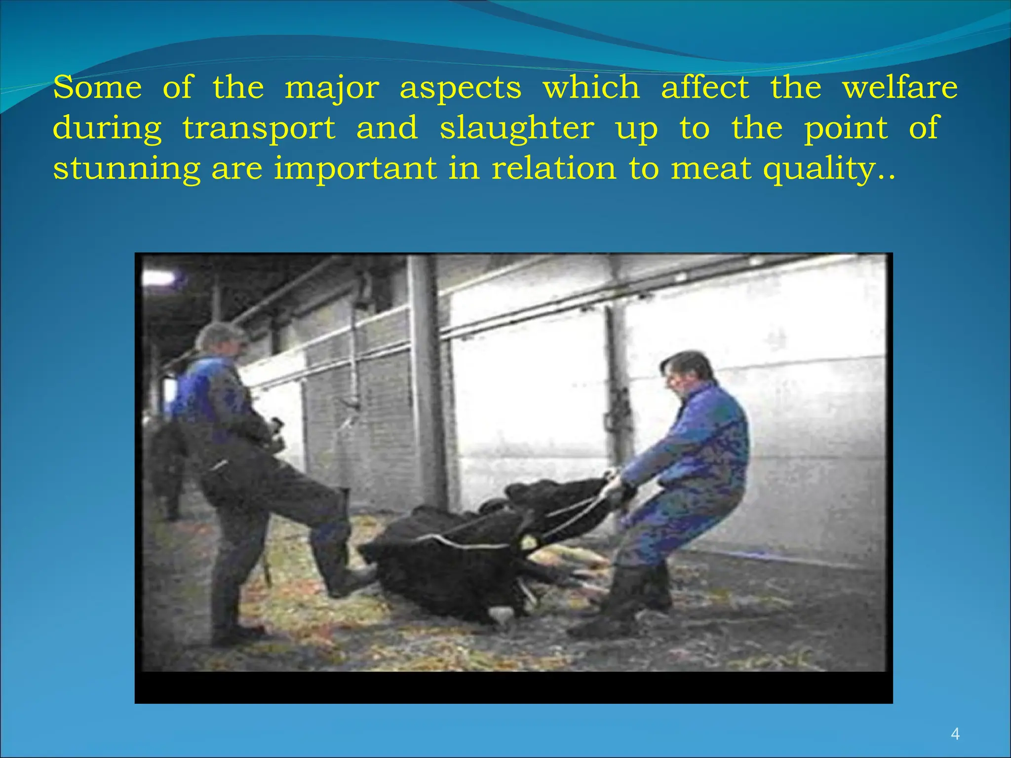 Slaughter Technology and Meat Inspection.ppt