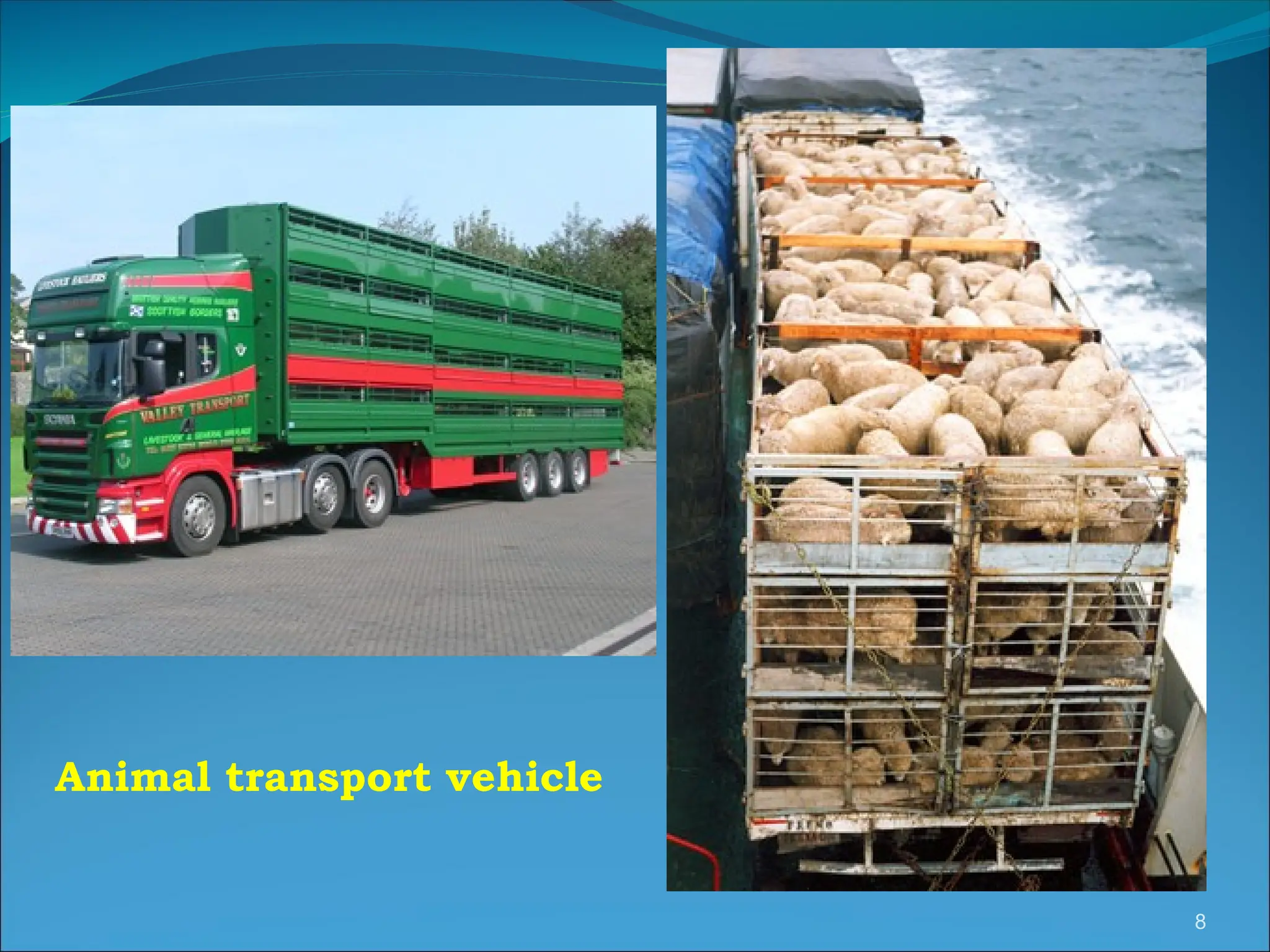 Slaughter Technology and Meat Inspection.ppt