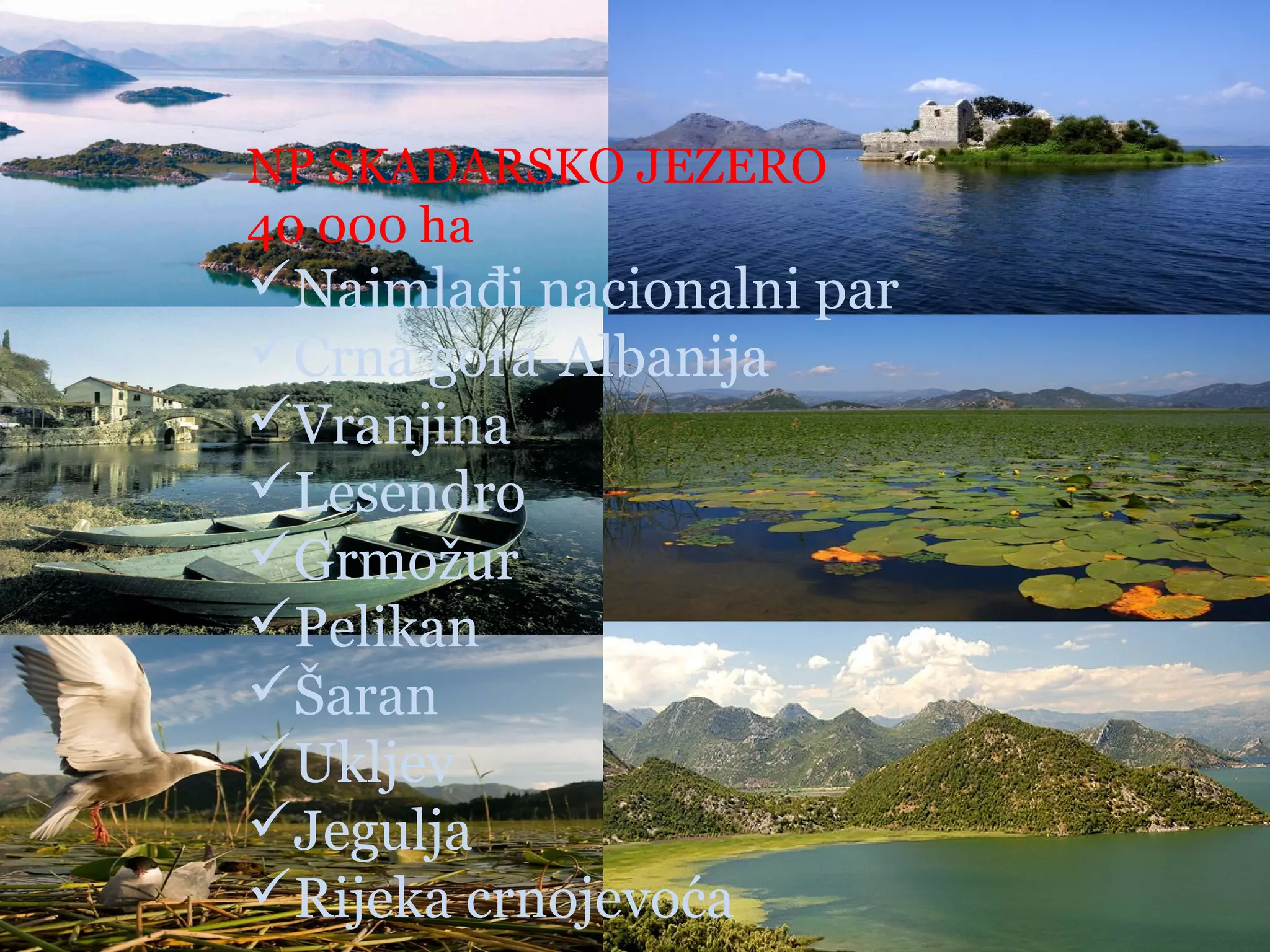 Slavica jovanovic 2 | PPT