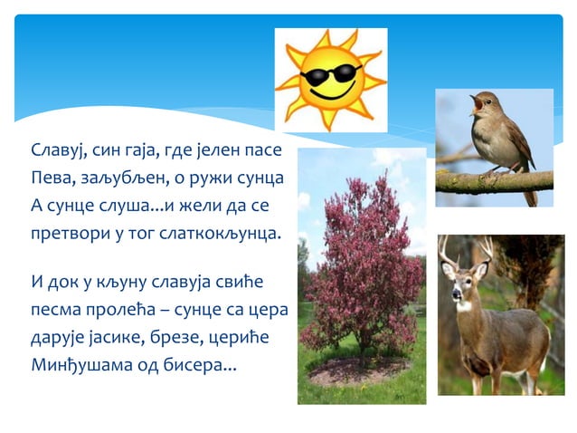 Slavuj | PPT
