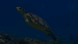 Dəniz Heyvanları Slayd | PPTX | Fish and Aquariums | Pets