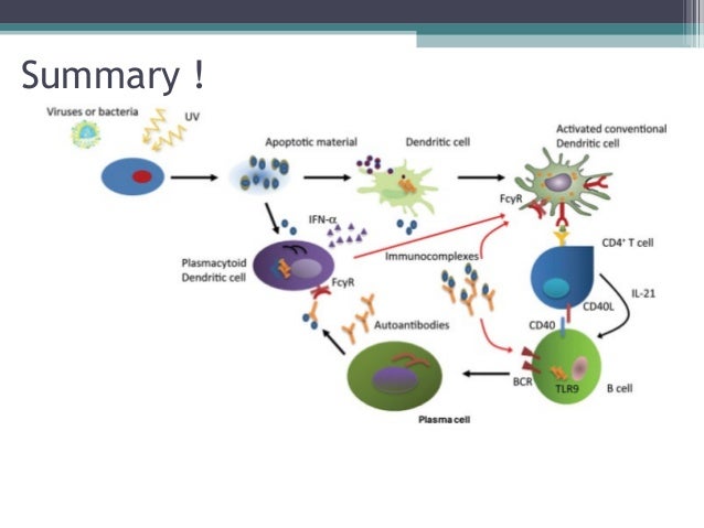 pathogenesis and pathophysiology of SLE