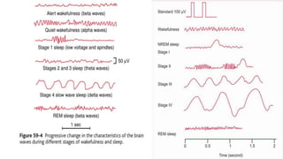 presentation on Sleep patterns of humans and their eeg pattern | PPTX