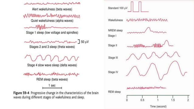 presentation on Sleep patterns of humans and their eeg pattern | PPTX