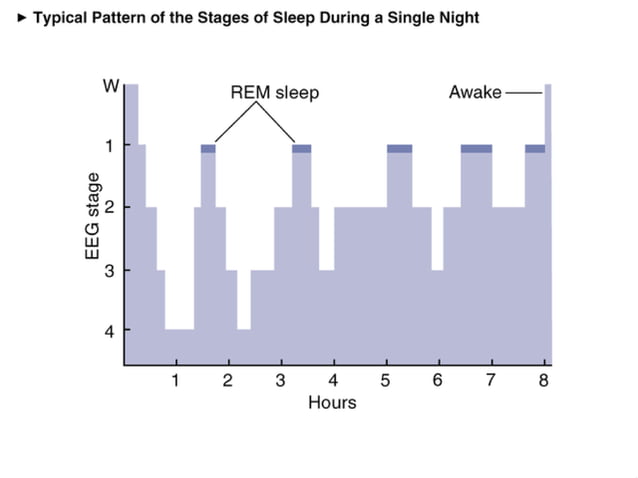 Circadian Rhythms: Sleep-waking cycle