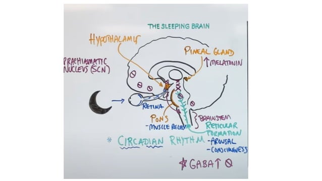 Neurology of Sleep.pdf........................... | PDF