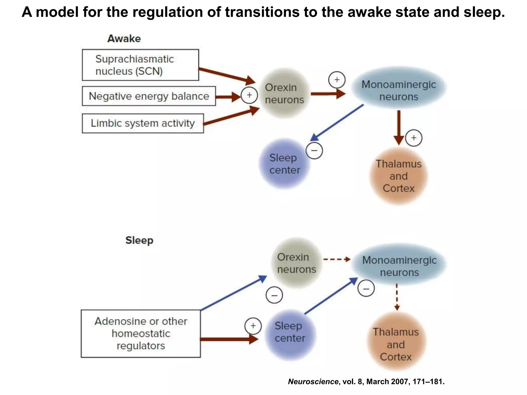 Sleep wake cycle | PPTX