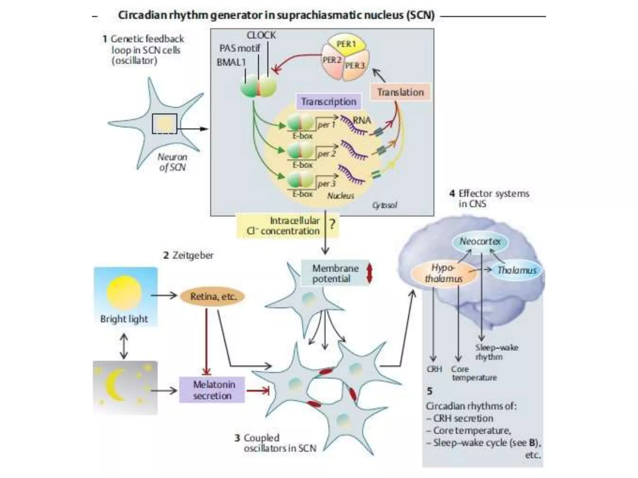 Sleep wake cycle | PPTX
