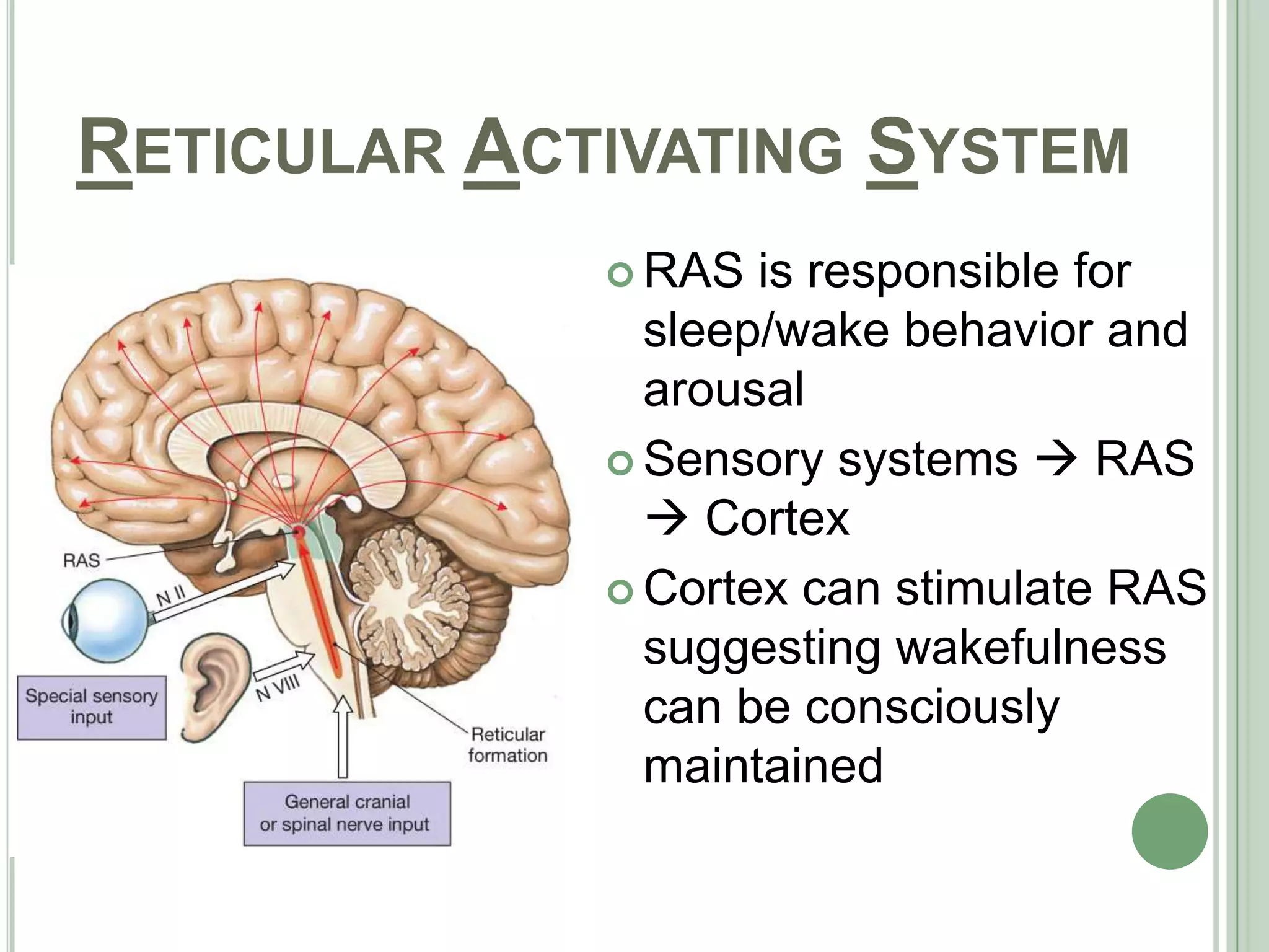 Sleep anatomy etc. | PPTX | Sleep Disorders | Diseases and Conditions