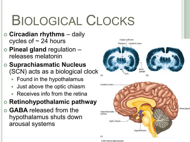 Sleep anatomy etc. | PPTX | Sleep Disorders | Diseases and Conditions