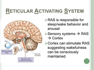 Sleep anatomy etc. | PPTX | Sleep Disorders | Diseases and Conditions