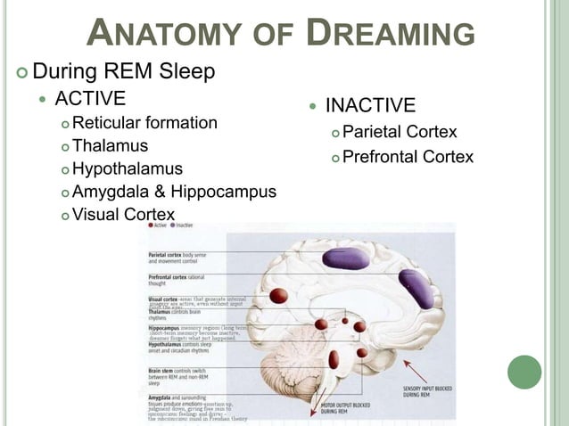 Sleep anatomy etc. | PPTX | Sleep Disorders | Diseases and Conditions
