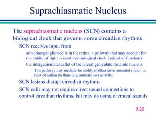 Sleep and bio rhythms | PPT