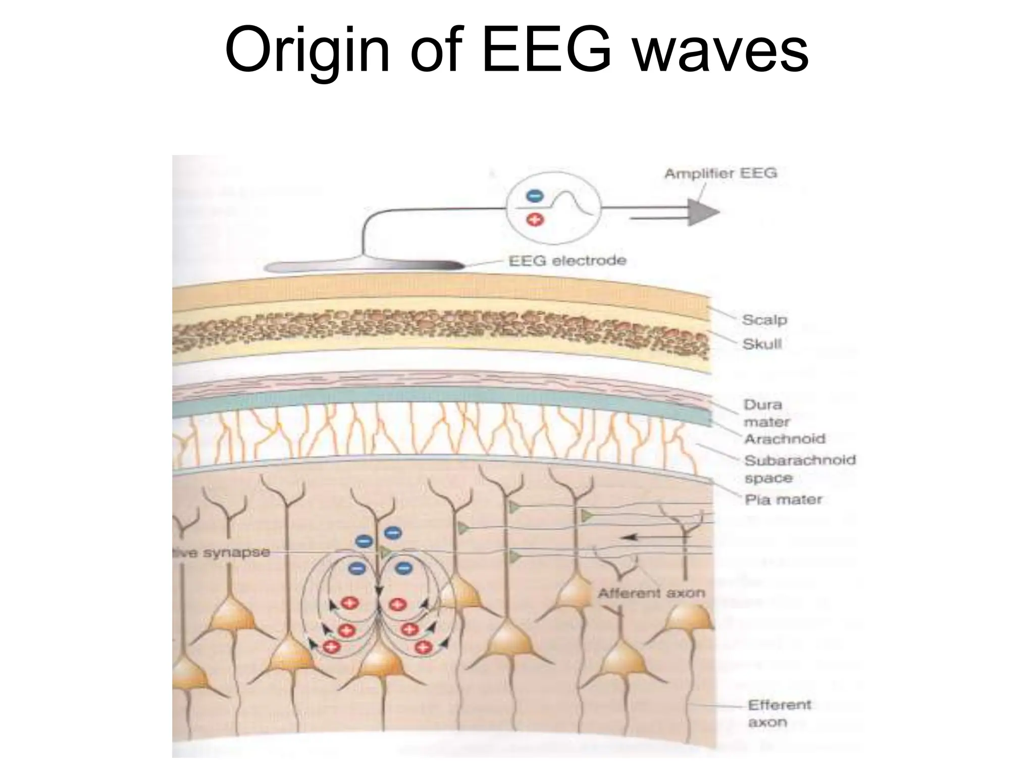 Sleep physiology and EEG waves in humans PPT | PPTX
